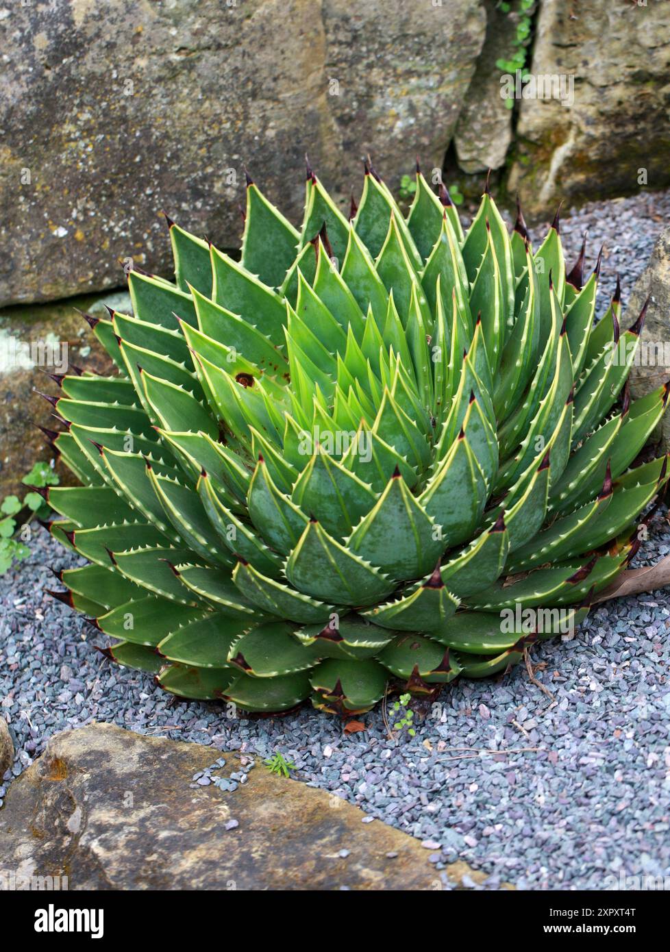 Spiral Aloe, Kroonaalwyn, Lekhala Kharetsa, or Many-leaved Aloe, Aloe ...