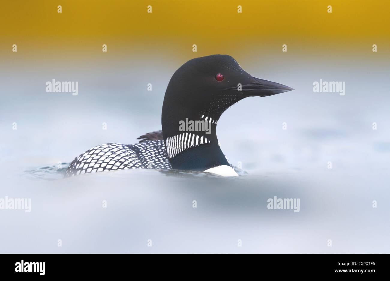 great northern diver, common loon (Gavia immer), swimming in breeding ...