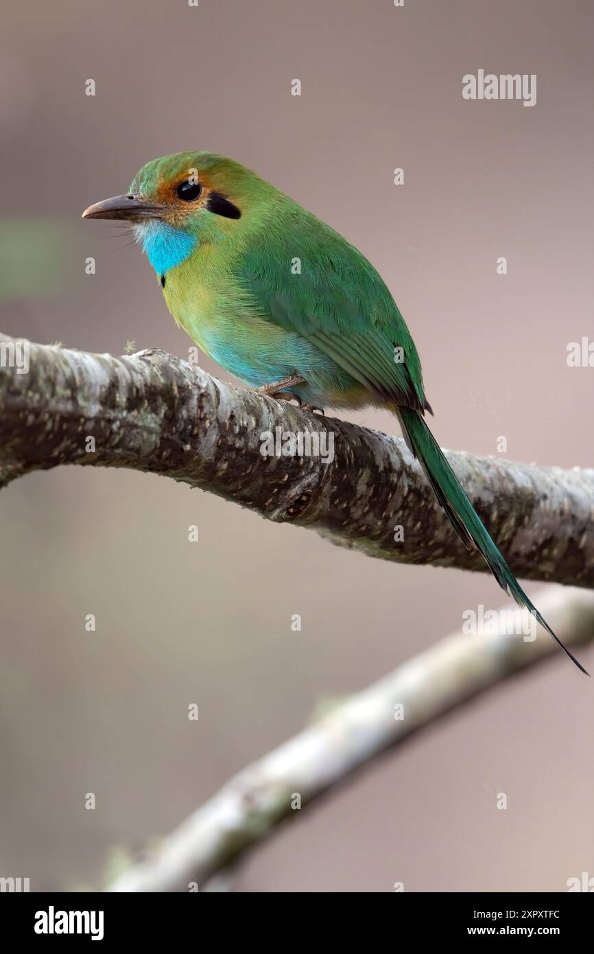 Aspatha hi-res stock photography and images - Alamy