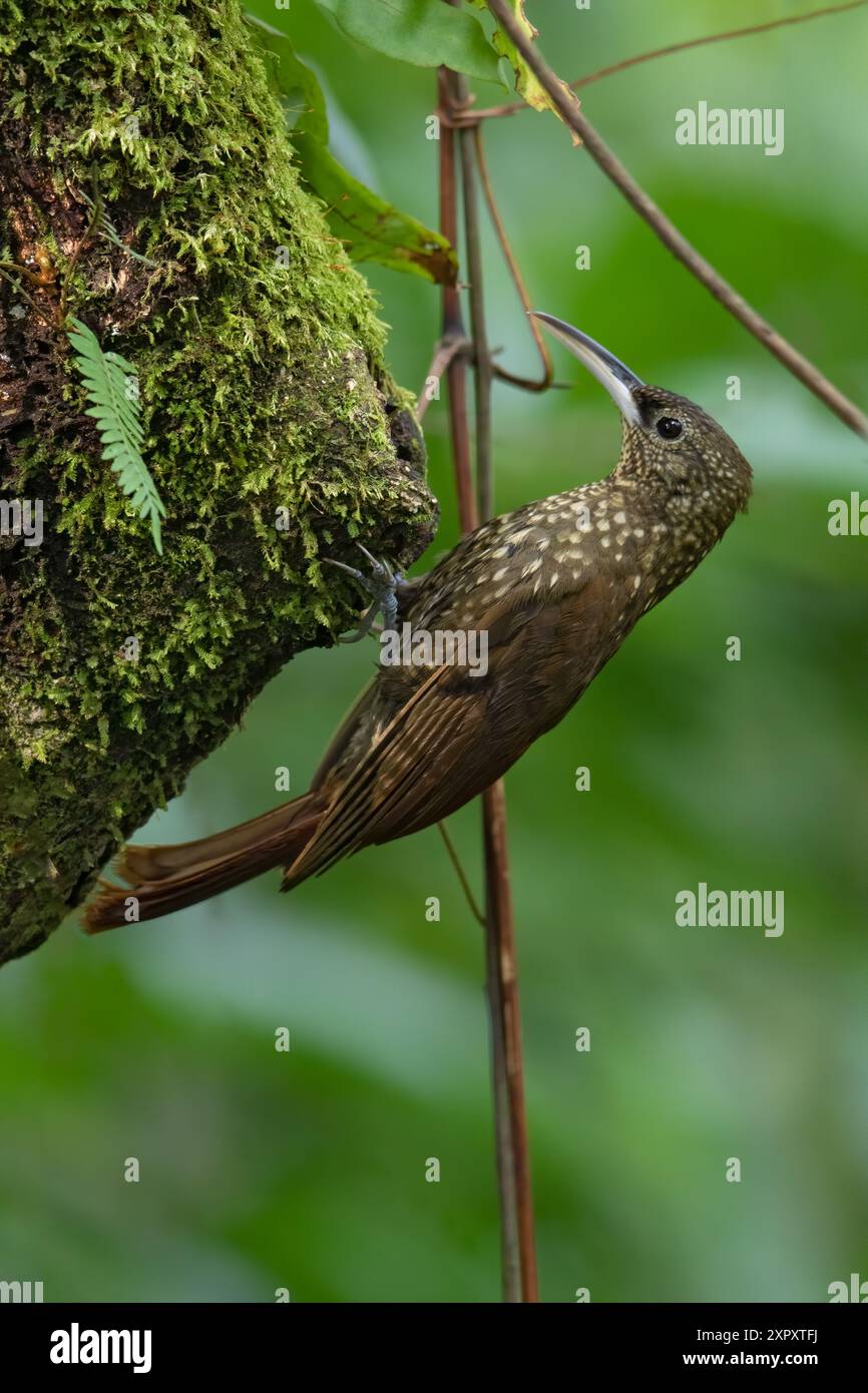 A parvus hi-res stock photography and images - Alamy