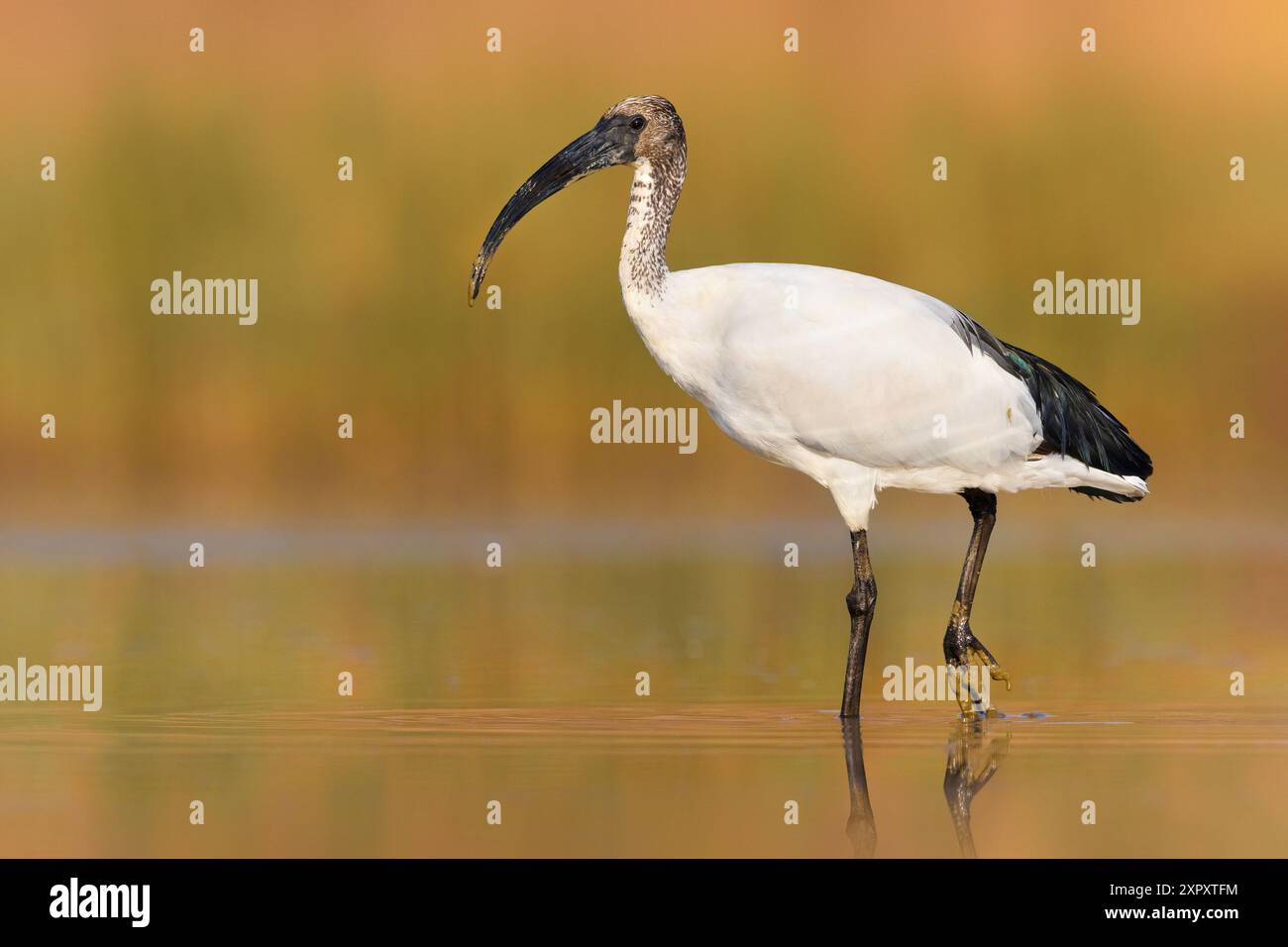African sacred ibis (Threskiornis aethiopicus), wading in shallow water ...