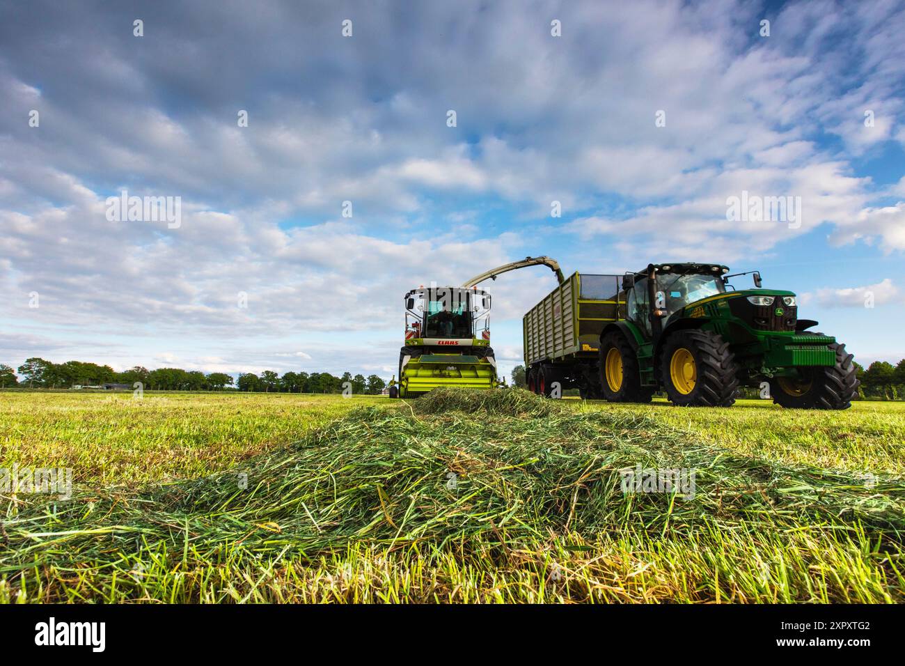 grass harvesting with forage harvester and tractor, grass is chopped ...
