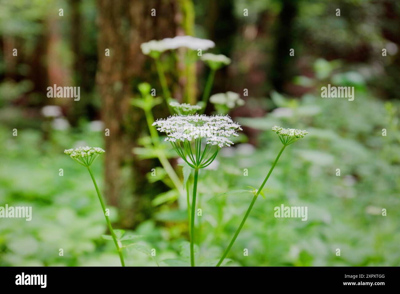 ground-elder, goutweed (Aegopodium podagraria), inflorescence, Germany ...