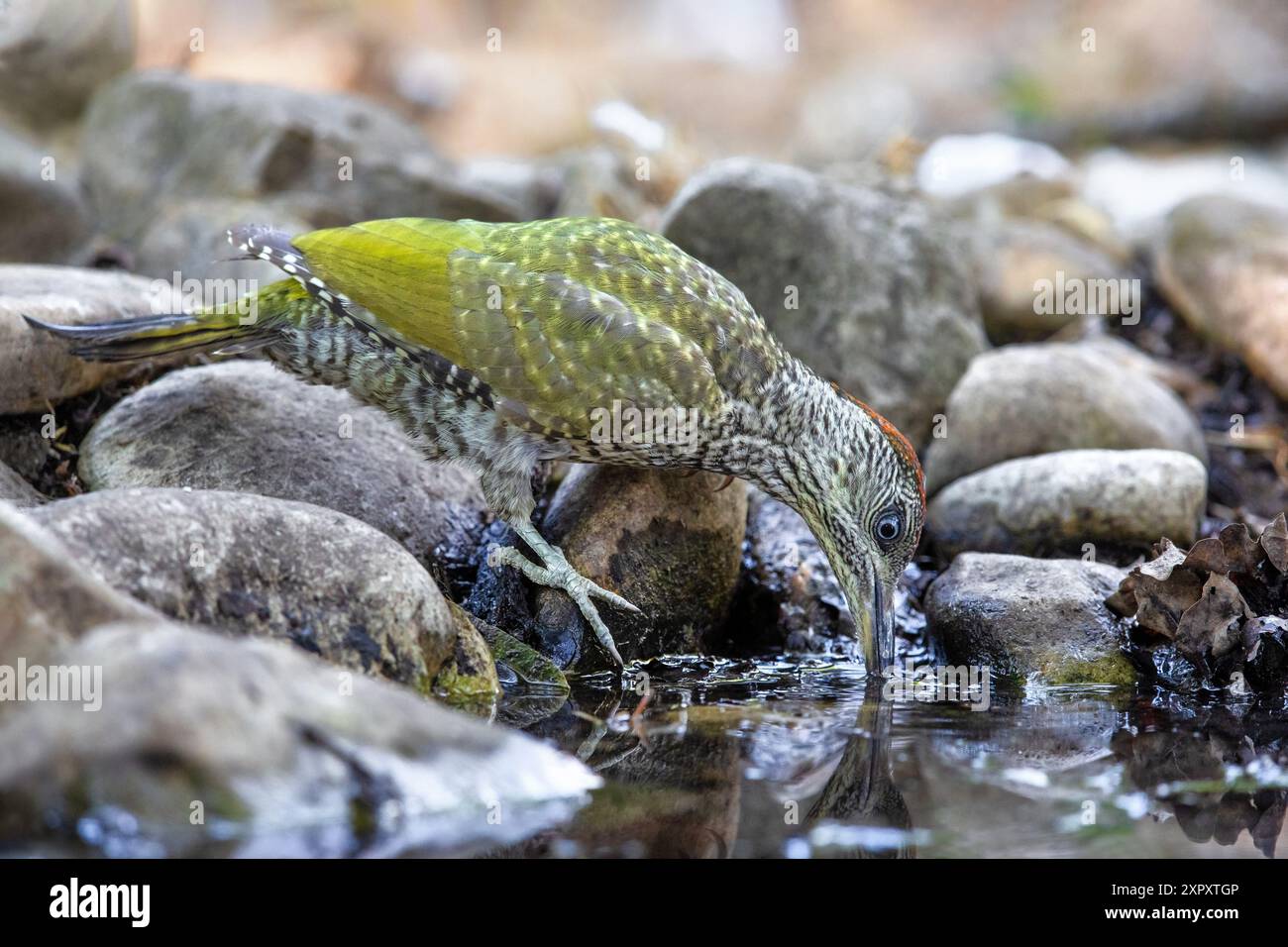 green woodpecker, European green woodpecker, yaffle, nickle (Picus ...
