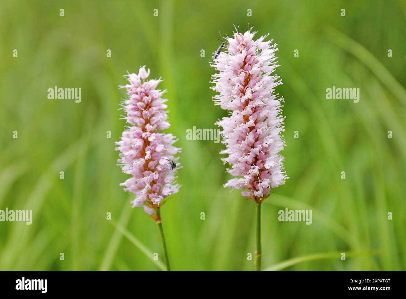 Common bistort, Meadow bistort (Polygonum bistorta, Bistorta ...