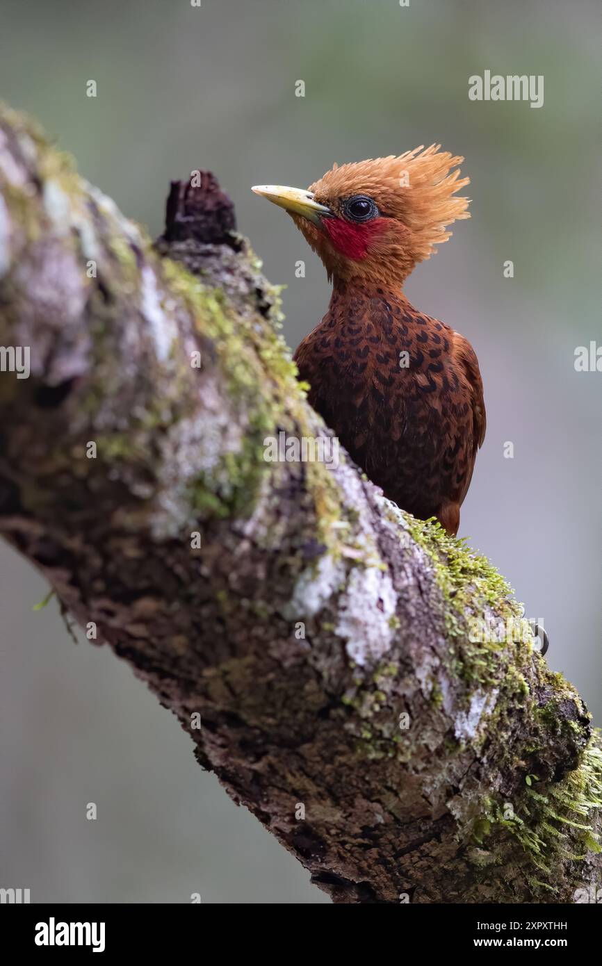 Chestnut coloured woodpecker hi-res stock photography and images - Alamy
