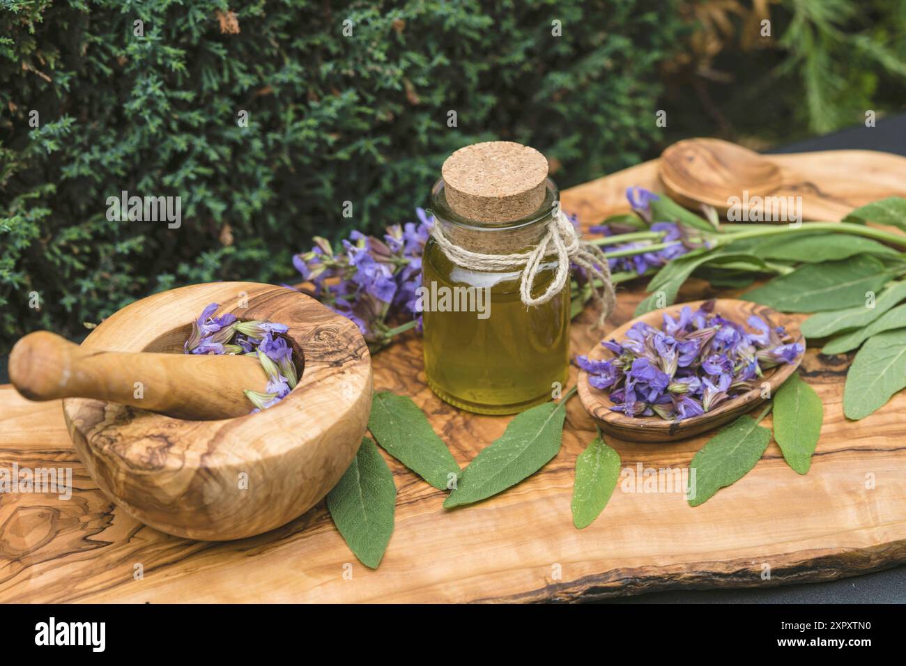common sage, kitchen sage (Salvia officinalis), Sage flowers, sage ...