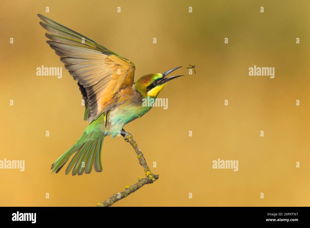 bee-eaters (Meropidae), immature bird with outstrezched wings perches ...