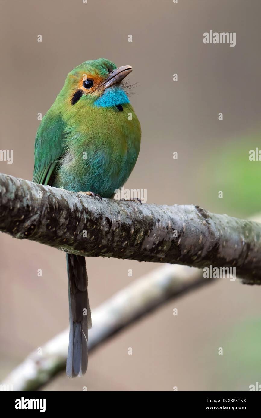 Blue-throated motmot (Aspatha gularis), sitting on a branch in a ...