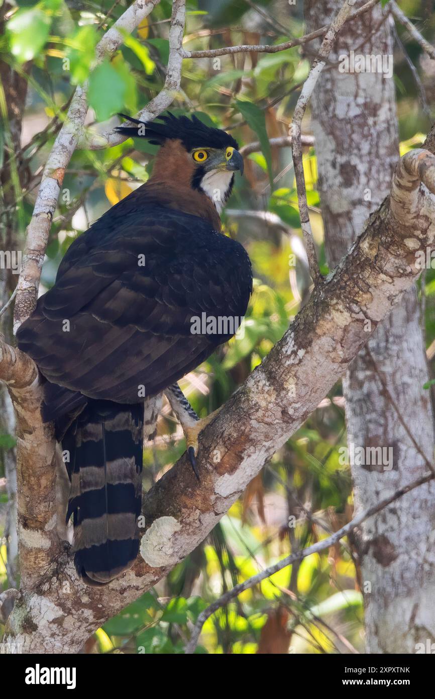 Ornate hawk eagle, Crested eagle hawk, Crested hawk eagle (Spizaetus ...