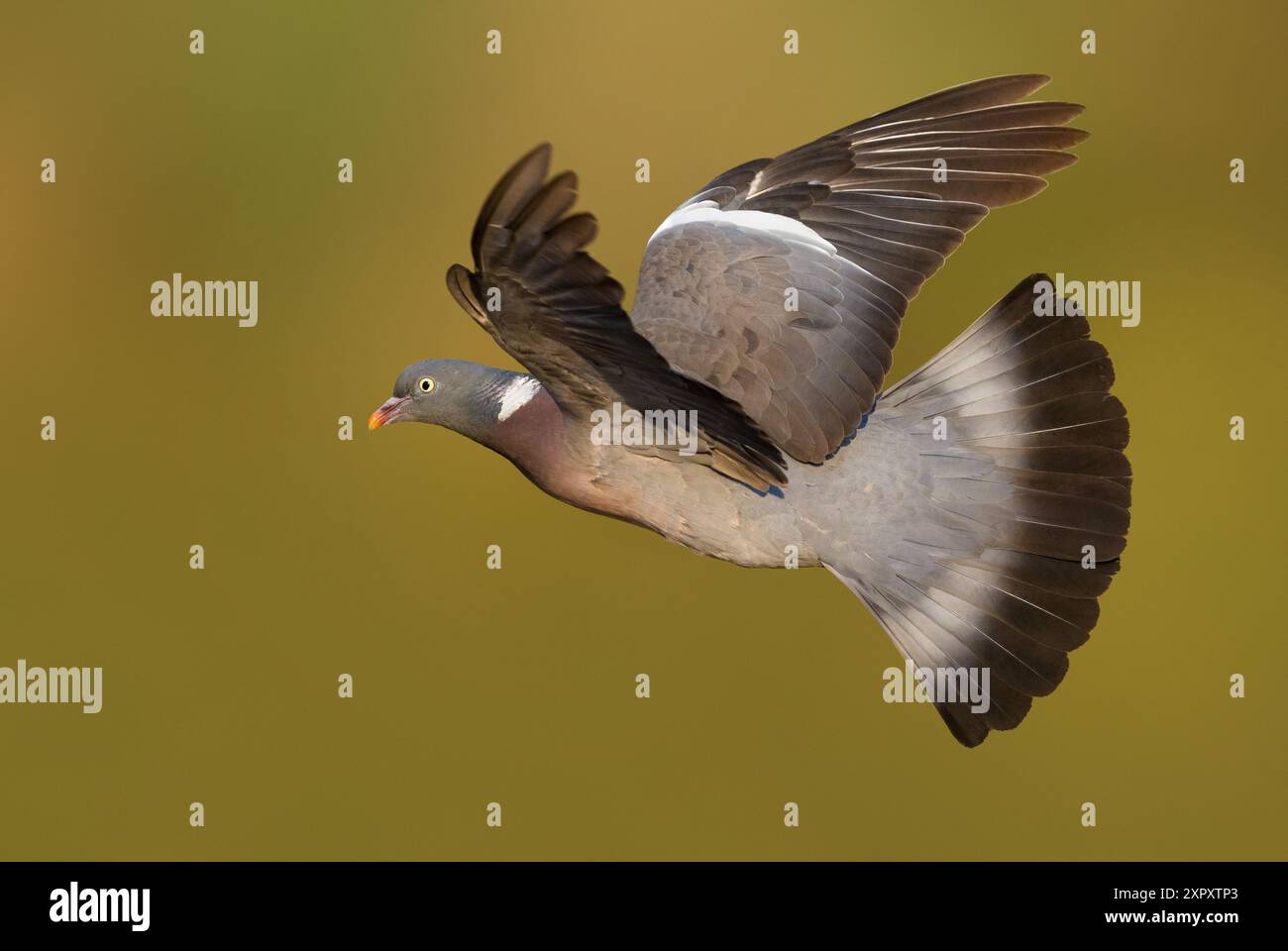 wood pigeon, common wood pigeon (Columba palumbus), in flight, side ...