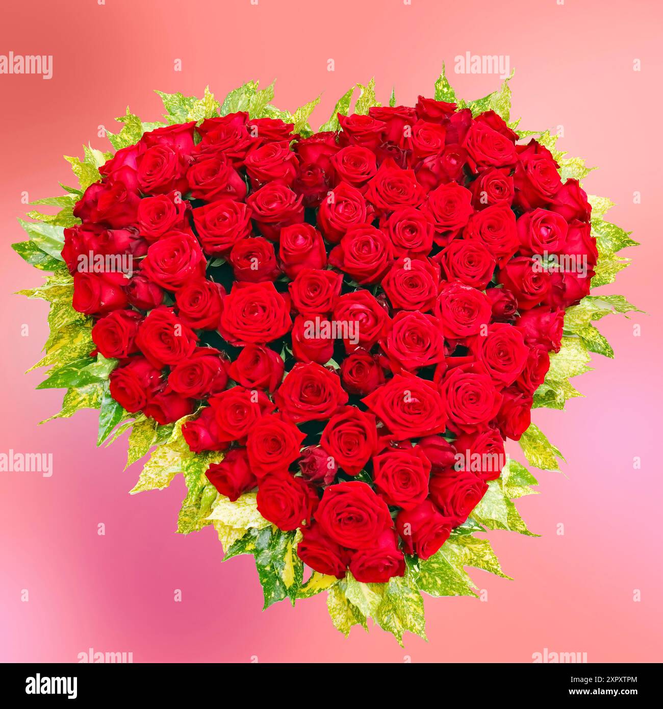 Roses for funeral hi-res stock photography and images - Alamy