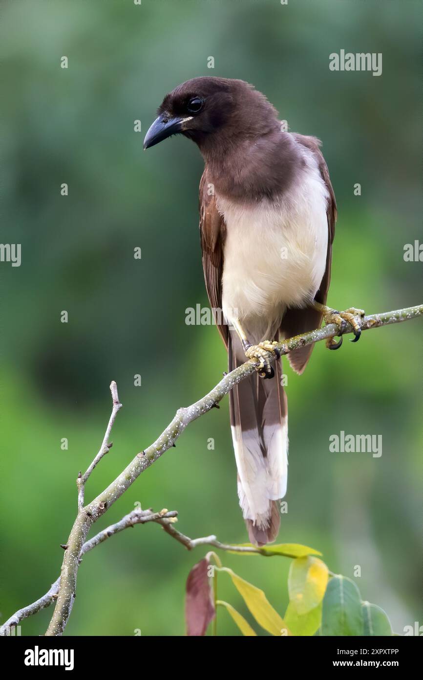 Brown jay (Psilorhinus morio), juvenile perched on a branch in a ...