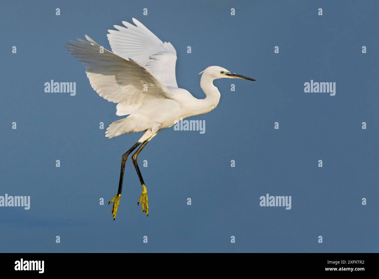 little egret (Egretta garzetta), in flight, side view, Italy, Tuscany ...