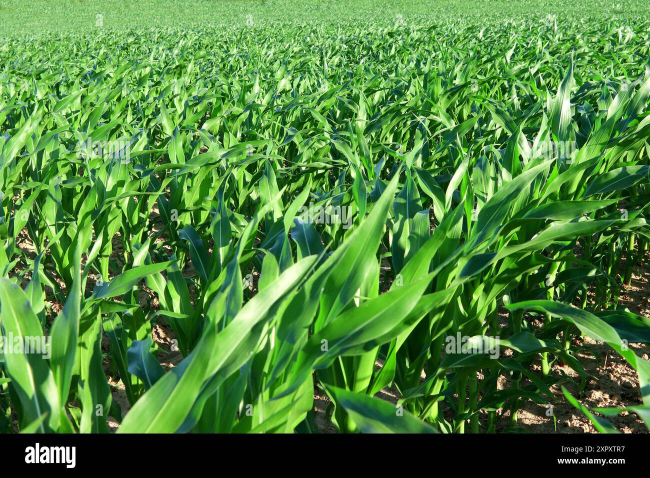 Indian corn, maize (Zea mays), young maize field in early summer ...