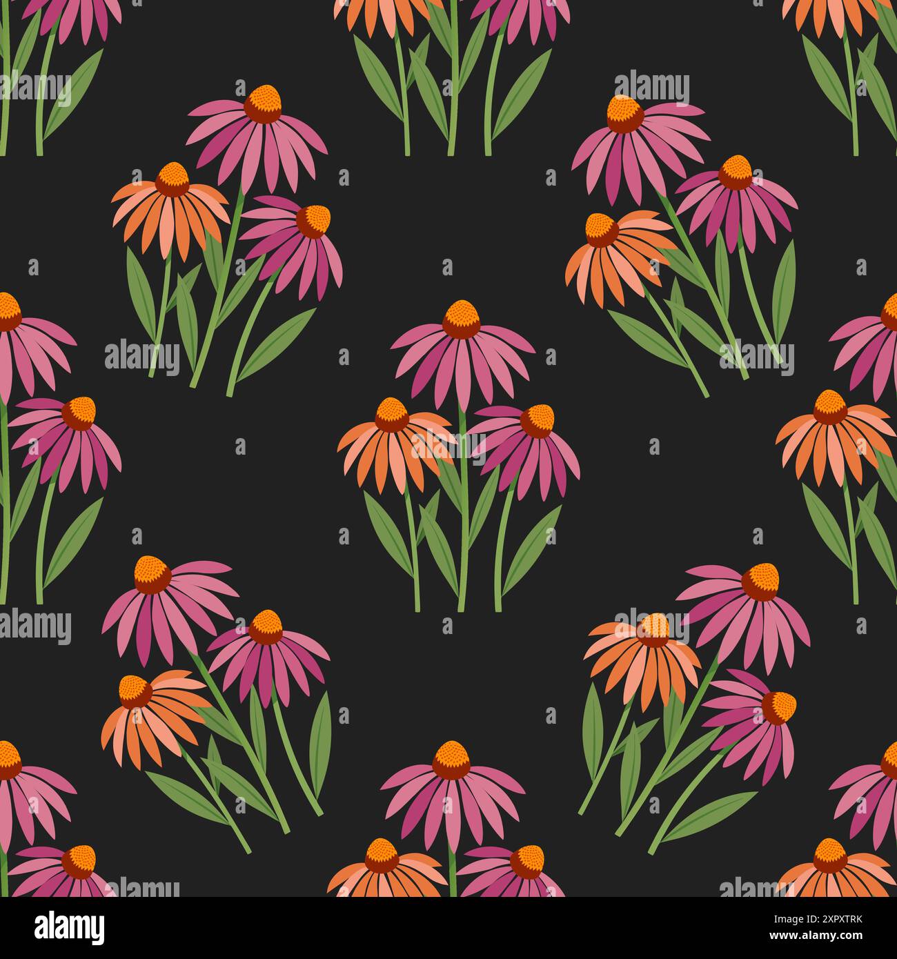 Seamless pattern with purple coneflowers (echinacea purpurea) on a dark background. Cartoon ...