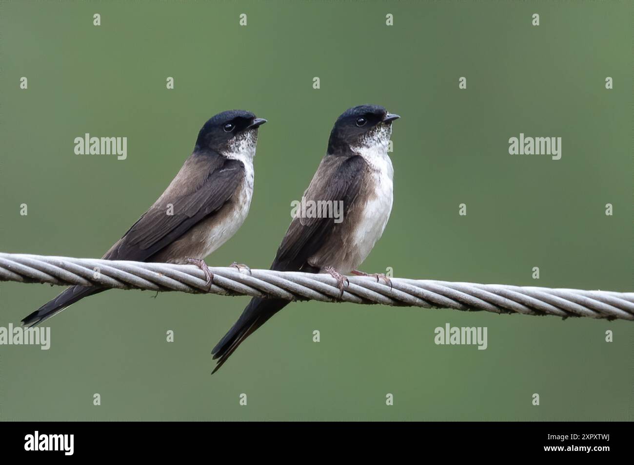 Black capped swallows hi-res stock photography and images - Alamy