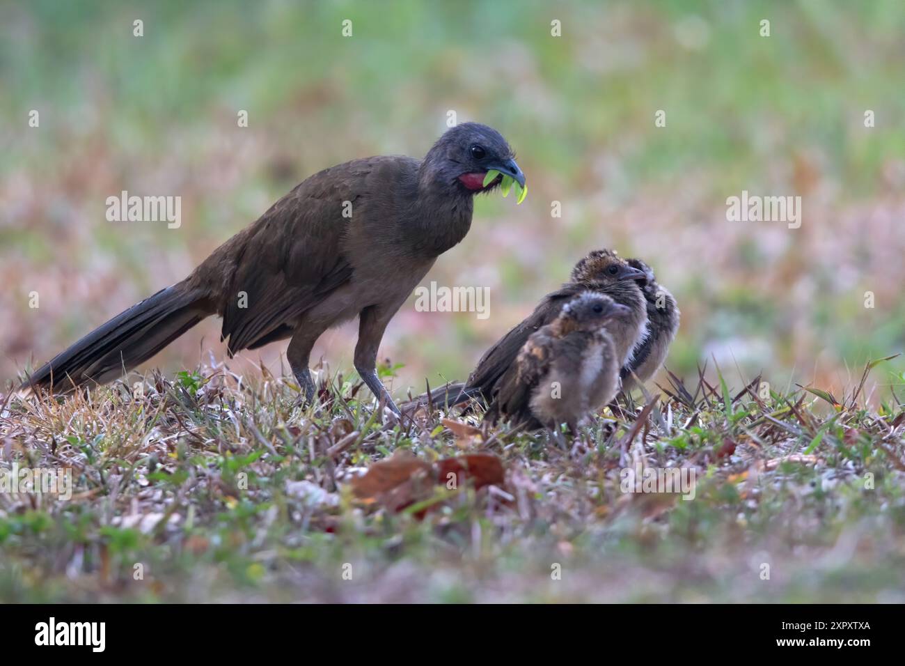 Plain chachalaca (Ortalis vetula), with three chicks on the ground of a ...