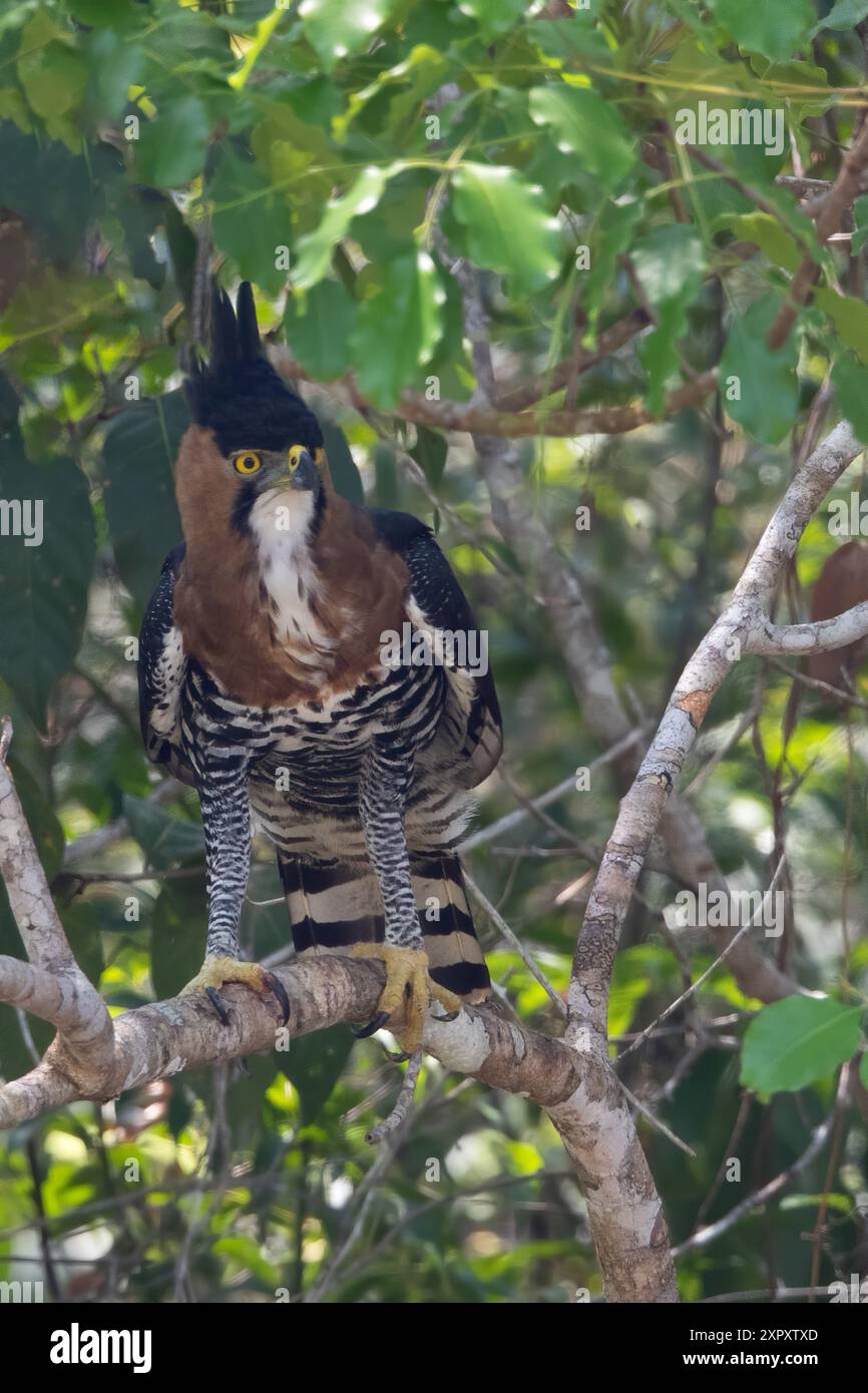 Ornate hawk eagle, Crested eagle hawk, Crested hawk eagle (Spizaetus ornatus), sitting on a ...