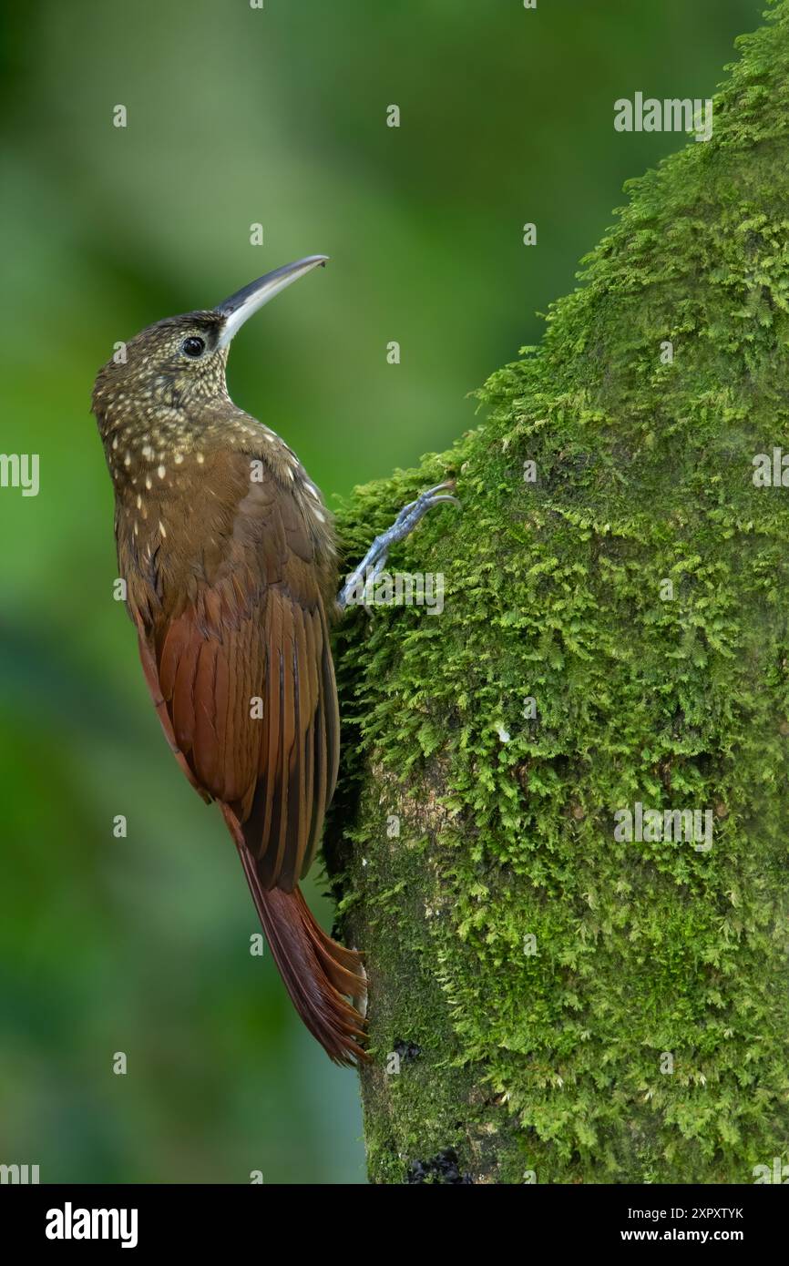 A parvus hi-res stock photography and images - Alamy