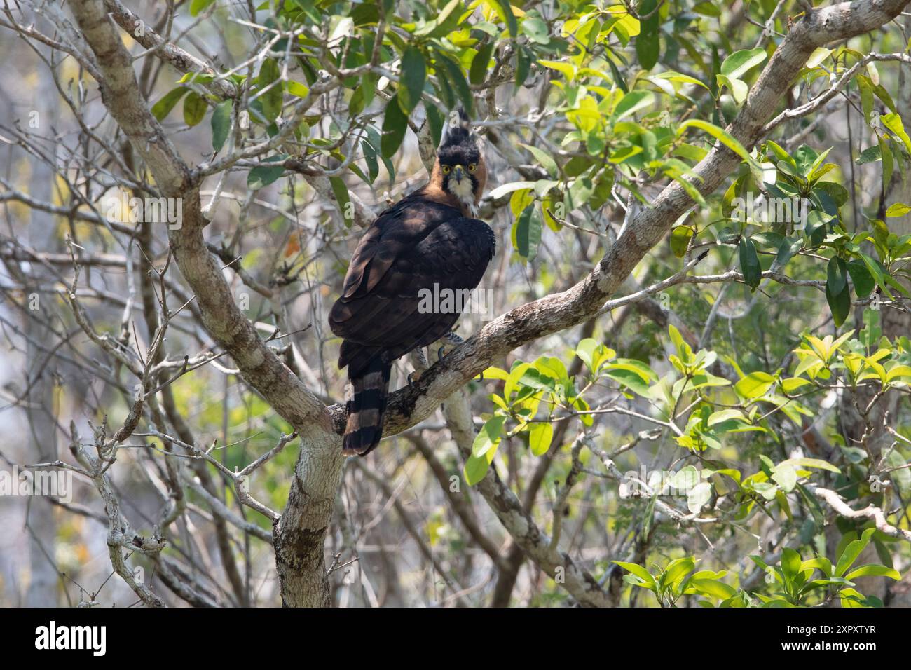 Ornate hawk eagle, Crested eagle hawk, Crested hawk eagle (Spizaetus ...