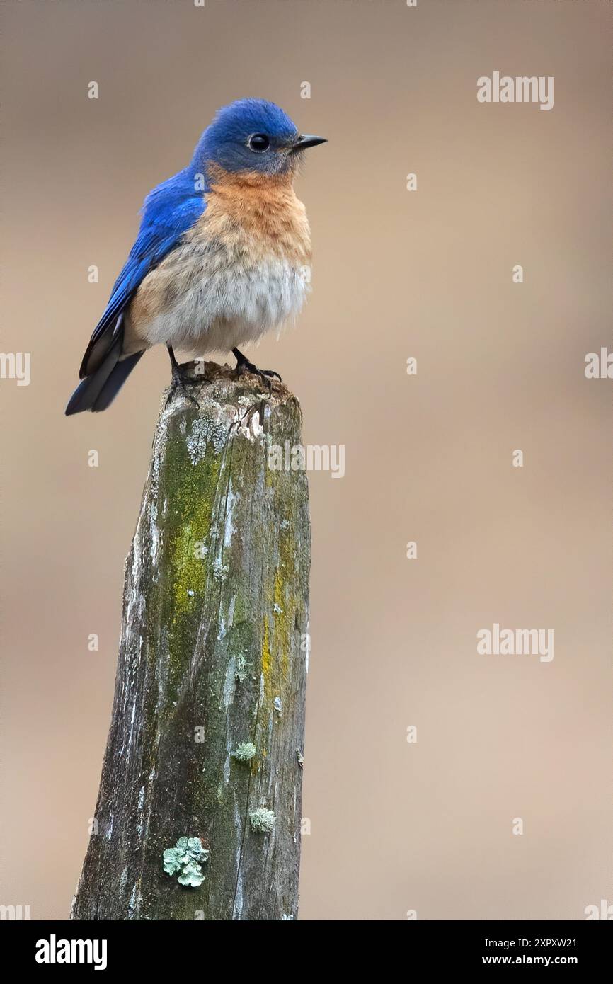 Guatemala Eastern bluebird (Sialia sialis guatemalae, Sialia guatemalae ...