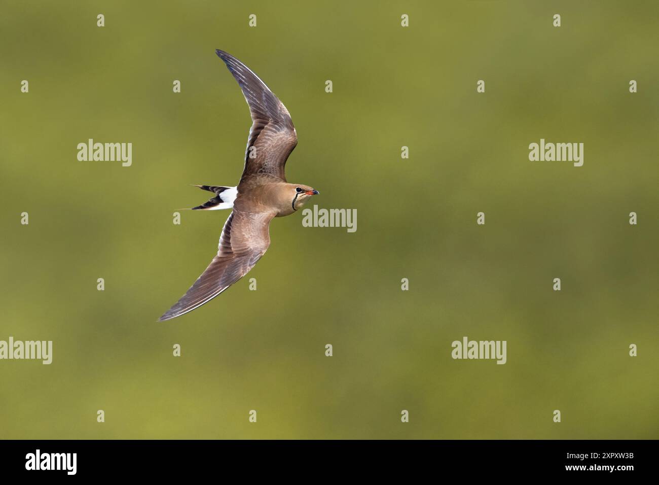 collared pratincole, common pratincole, red-winged pratincole (Glareola ...