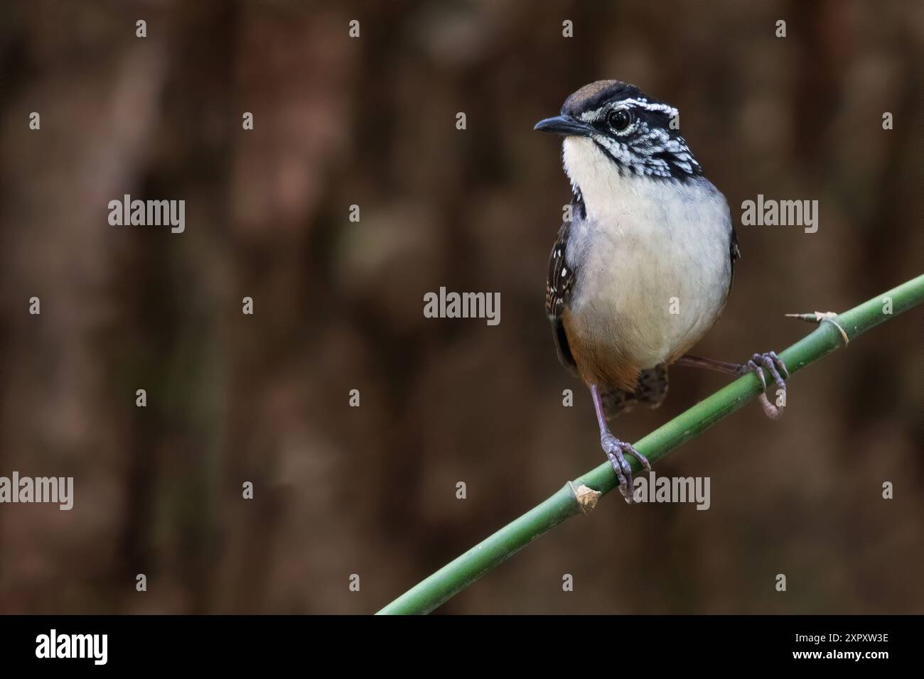 White breasted wood wrens hi-res stock photography and images - Alamy