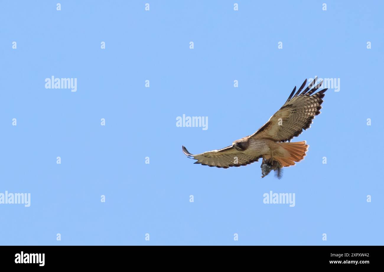 red-tailed hawk (Buteo jamaicensis), soaring with prey in its claws ...