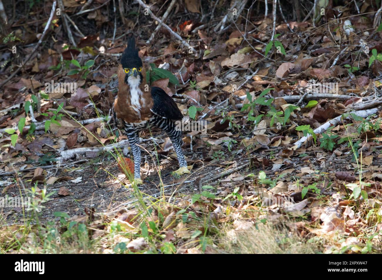 Ornate hawk eagle, Crested eagle hawk, Crested hawk eagle (Spizaetus ...