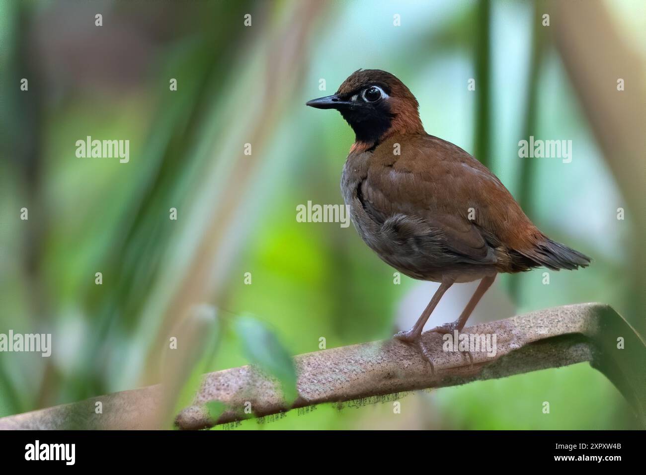 Mexican antthrush, Mexican ant thrush, Black-faced antthrush, Mayan ...