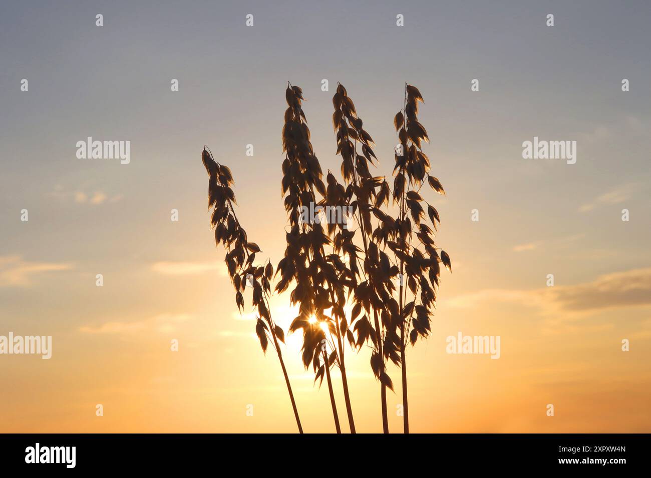 Cultivated oat, Common oat (Avena sativa), ears of grain in the sunset ...