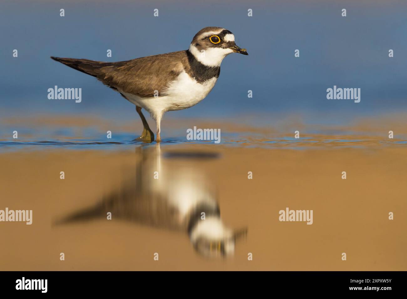 little ringed plover (Charadrius dubius), walking in shallow water of a ...