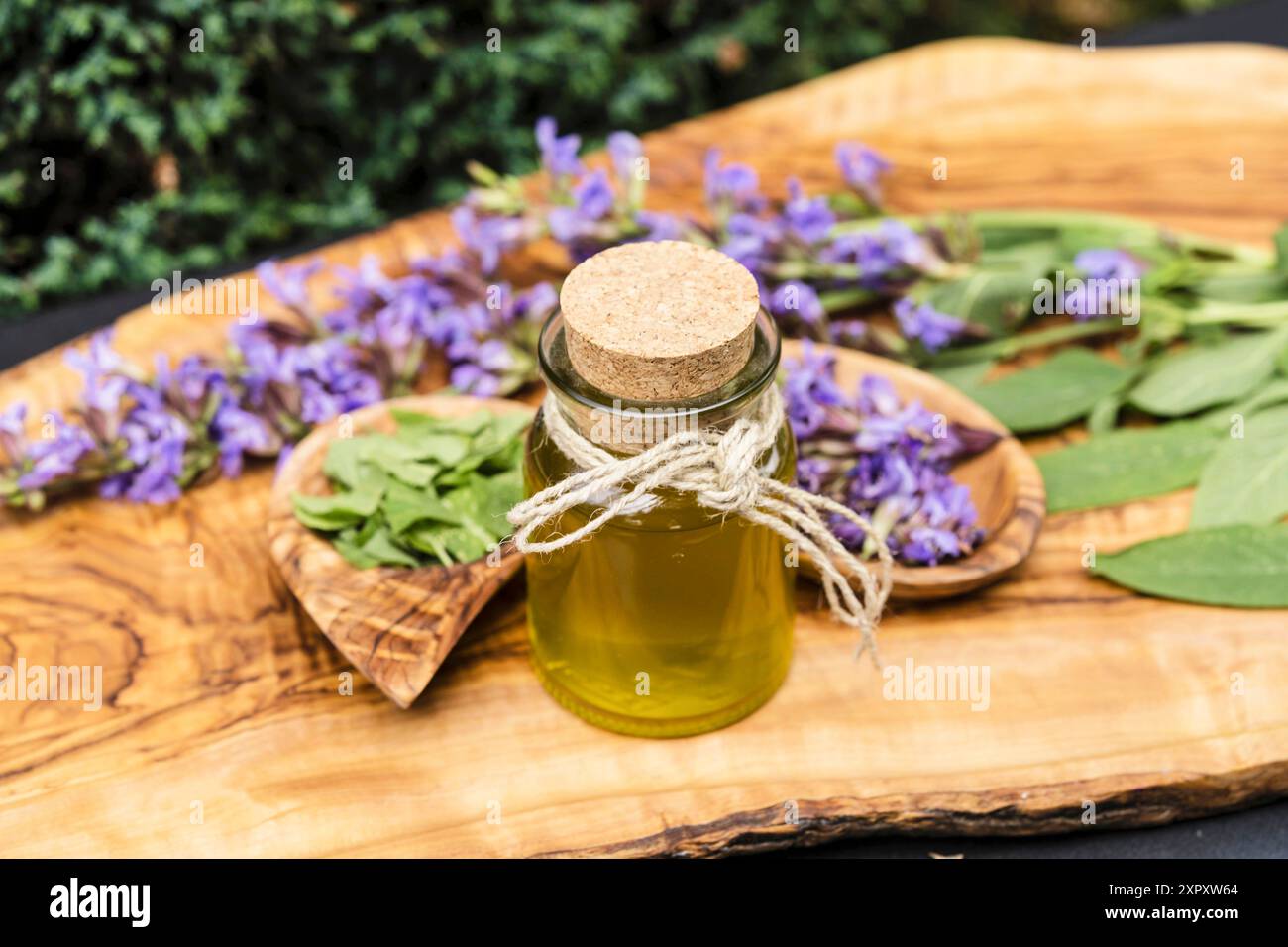 common sage, kitchen sage (Salvia officinalis), Sage flowers, sage ...