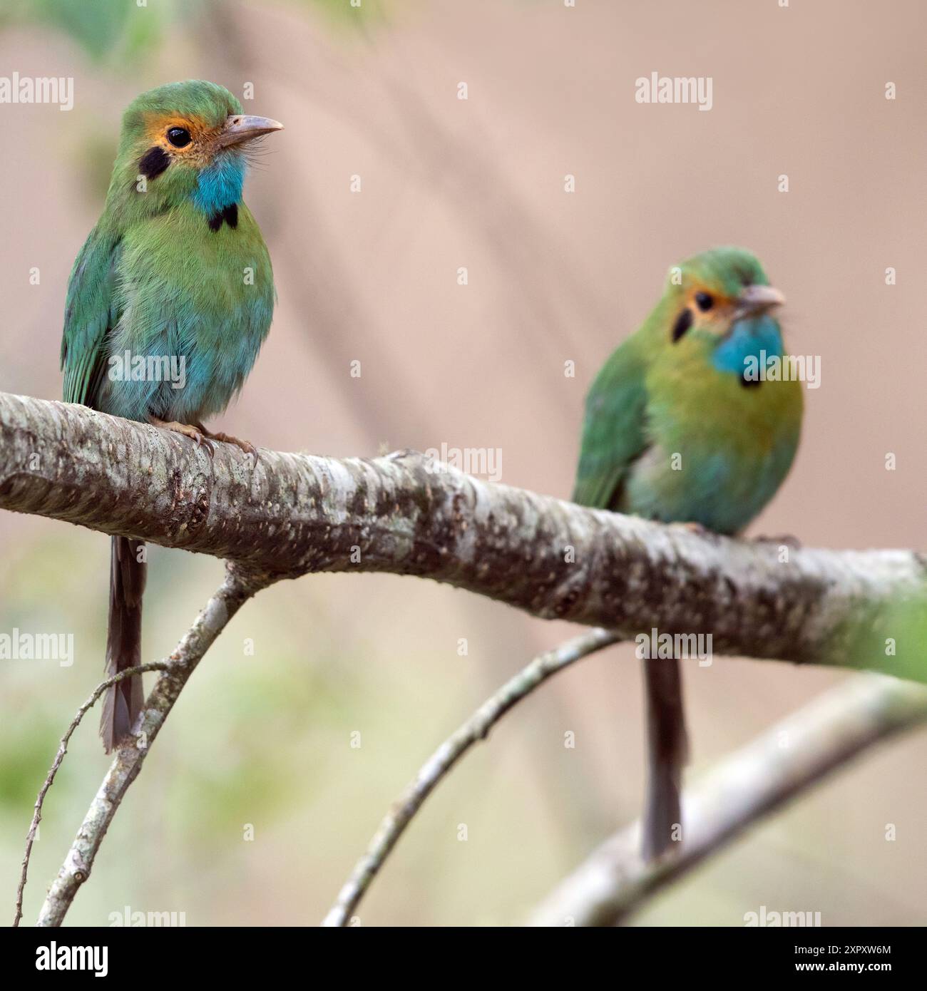 Blue-throated motmot (Aspatha gularis), two Blue-throated motmots ...