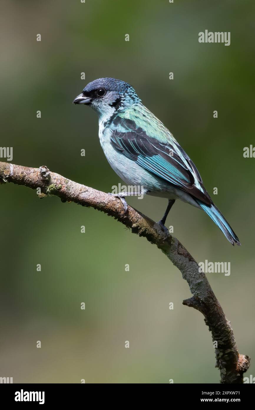 Azure-rumped tanager, Cabanis's tanager (Poecilostreptus cabanisi ...