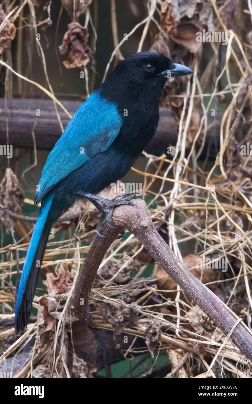 White-tailed jay, Bushy-crested jay (Cyanocorax melanocyaneus), perched ...