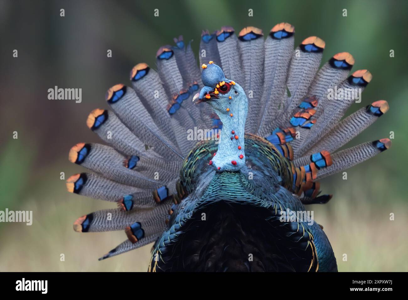 ocellated turkey (Agriocharis ocellata, Meleagris ocellata), male ...