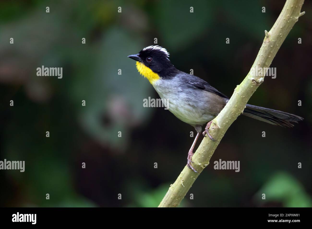 White-naped brush finch, White-naped brushfinch, Yellow-throated brush ...