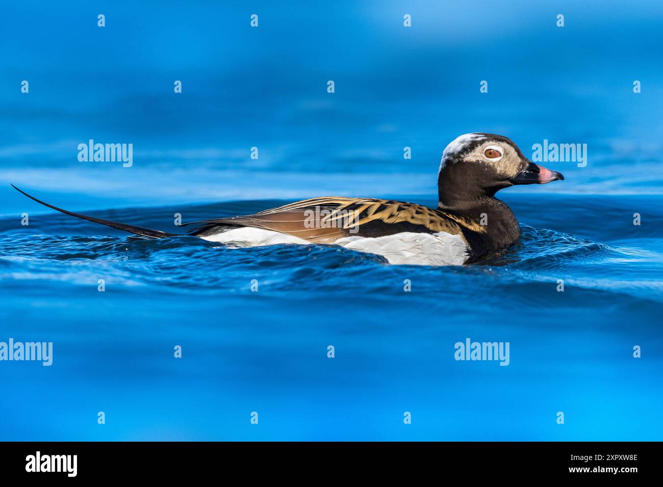 long-tailed duck (Clangula hyemalis), swimming drake in summer plumage ...