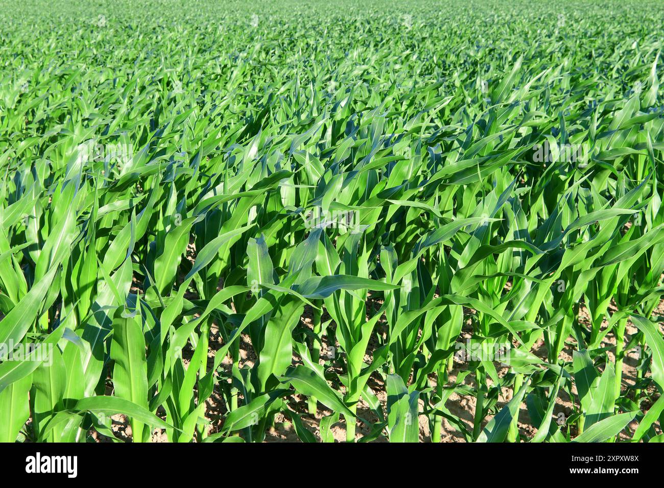 Indian corn, maize (Zea mays), young maize field in early summer ...