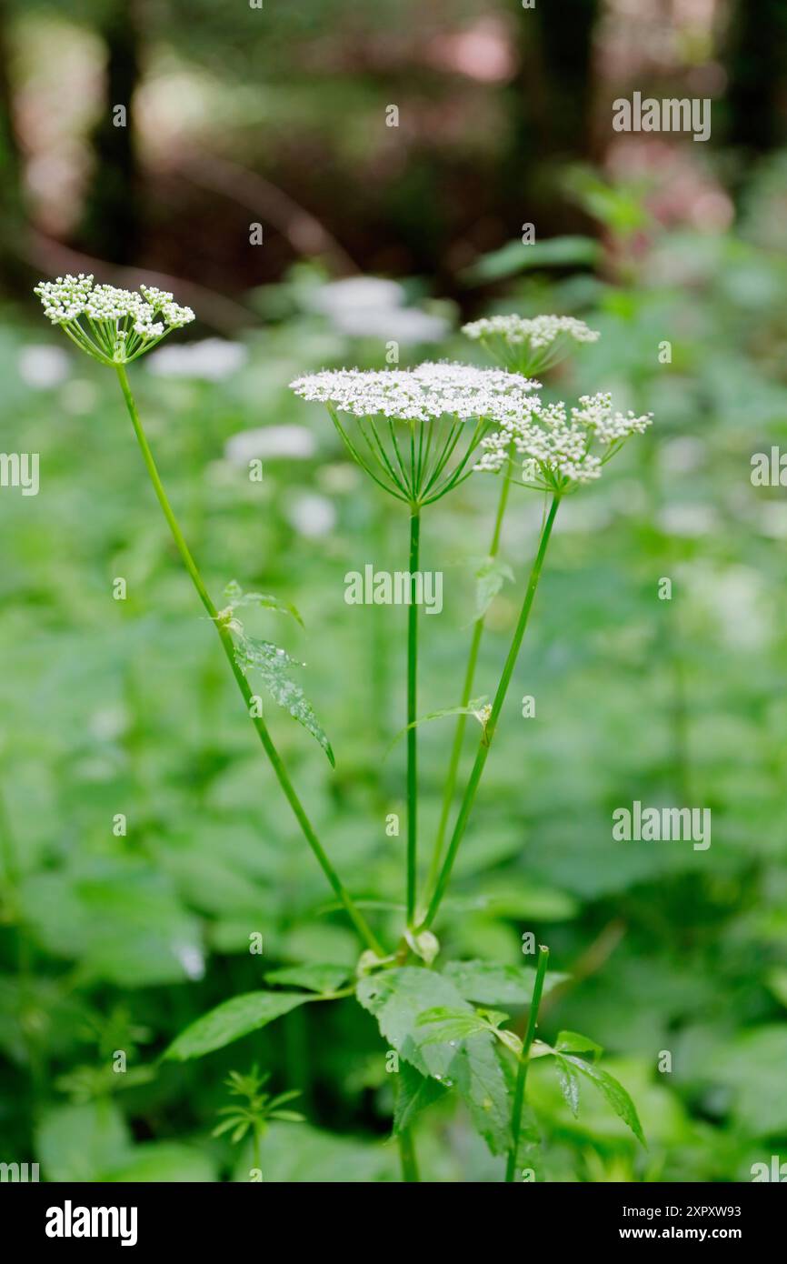 ground-elder, goutweed (Aegopodium podagraria), inflorescence, Germany ...