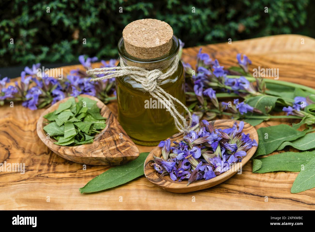 common sage, kitchen sage (Salvia officinalis), Sage flowers, sage ...