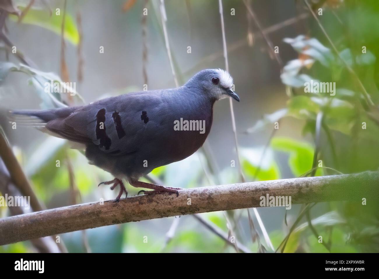Maroon chested ground doves hi-res stock photography and images - Alamy