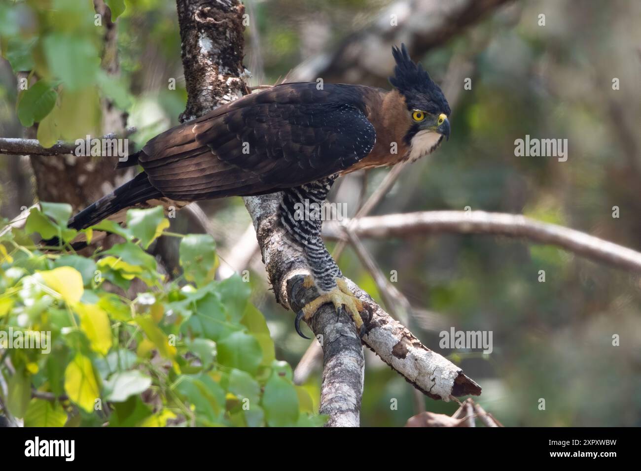 Ornate hawk eagle, Crested eagle hawk, Crested hawk eagle (Spizaetus ornatus), sitting on a ...