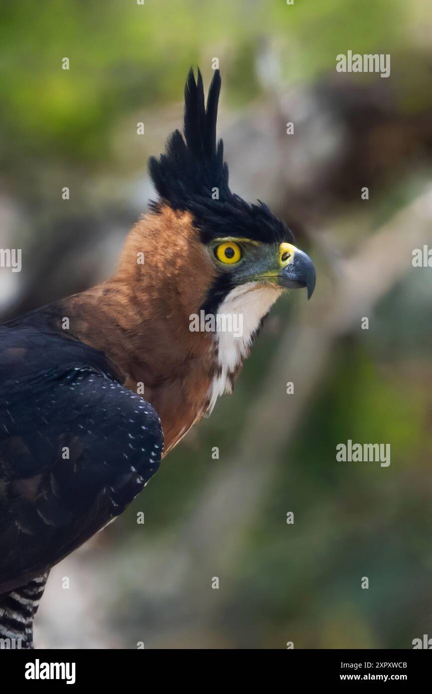 Ornate hawk eagle, Crested eagle hawk, Crested hawk eagle (Spizaetus ...