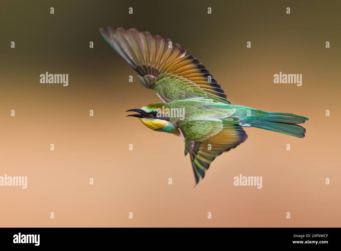 bee-eaters (Meropidae), immature bird in flight, side view, Italy ...