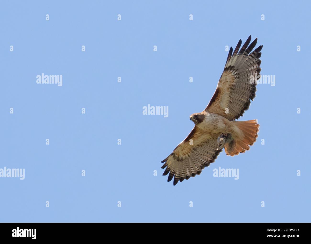 red-tailed hawk (Buteo jamaicensis), soaring with prey in its claws ...