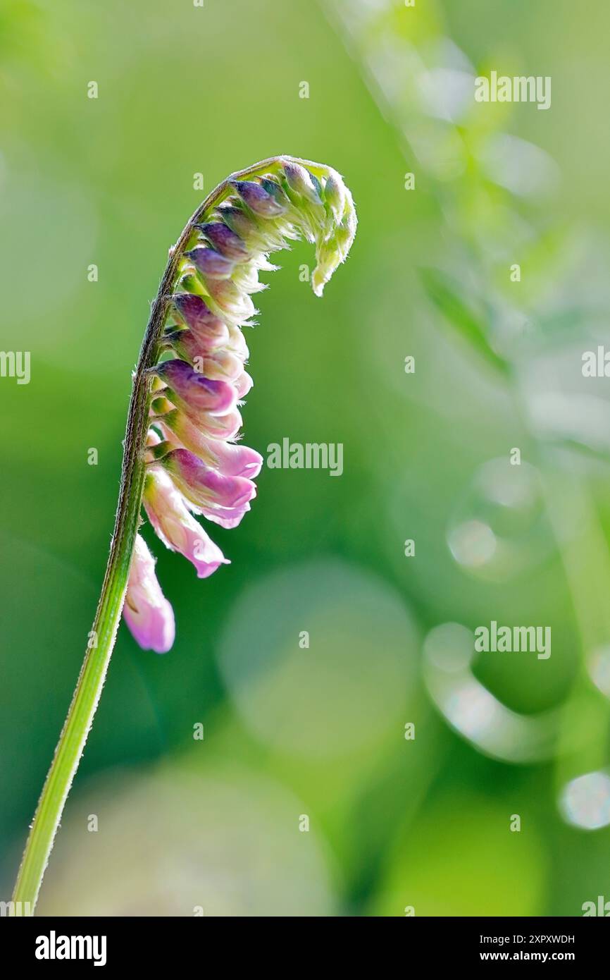 bird vetch, tinegrass, tufted vetch (Vicia cracca), inflorescence in ...