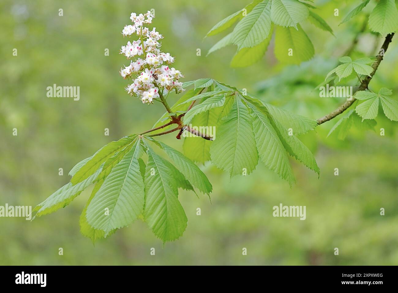 common horse chestnut (Aesculus hippocastanum), branch with ...